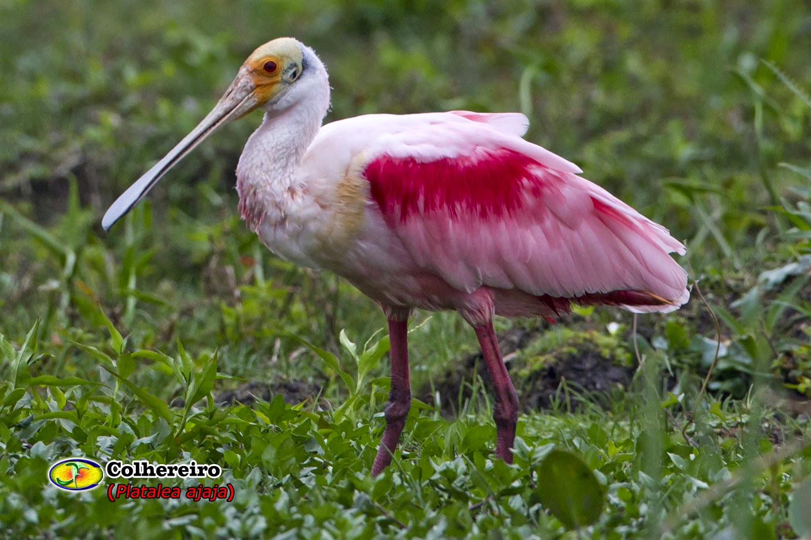 ORNITOLOGIA: Colhereiro (Platalea ajaja)